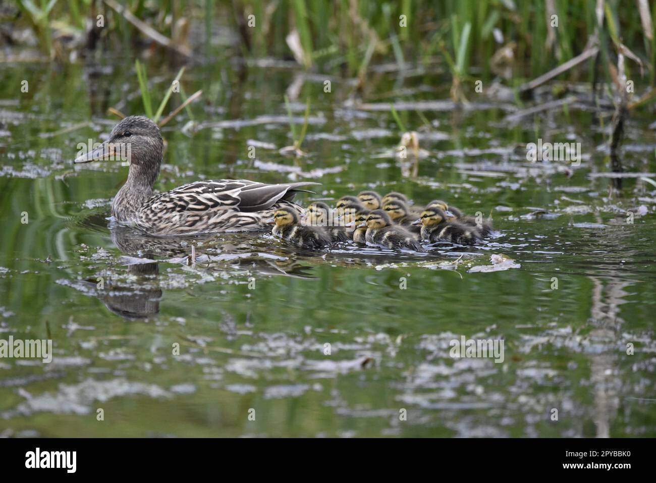 Female Mallard Duck (Anas platyrhynchos) Swimming Right to Left of ...