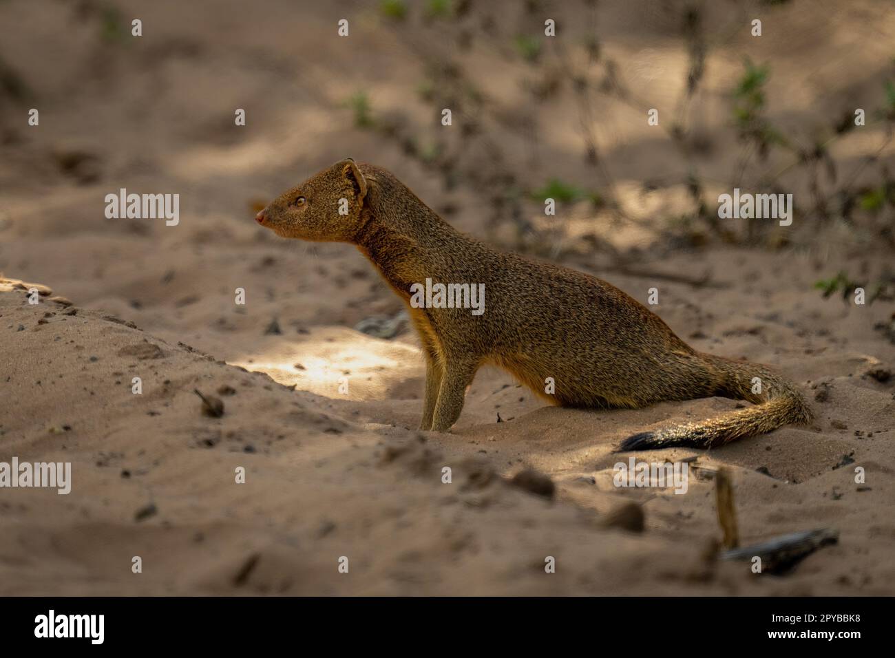 Common slender mongoose sits on shady track Stock Photo - Alamy