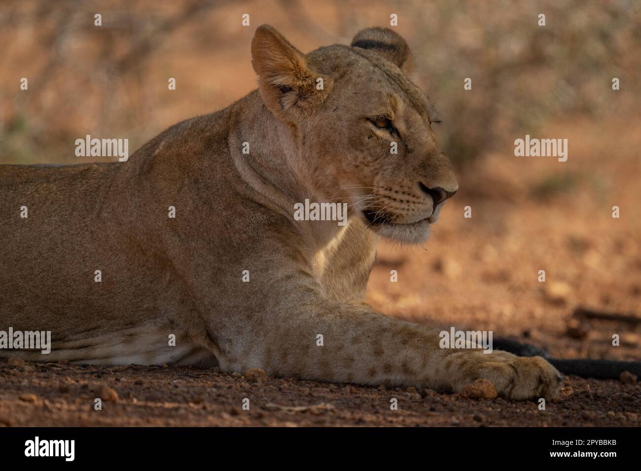 Close-up of lioness lying beneath shady tree Stock Photo - Alamy