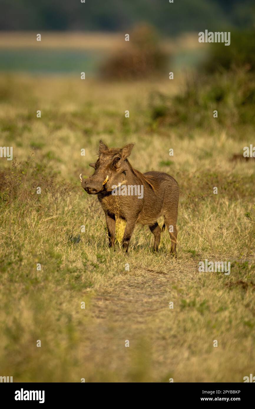 Common warthog stands watching camera on track Stock Photo - Alamy