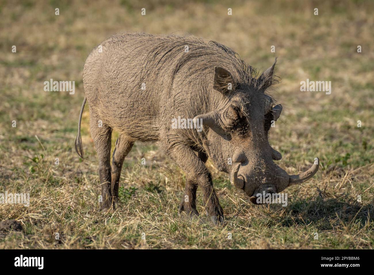 Common warthog walks on grass in sunshine Stock Photo - Alamy