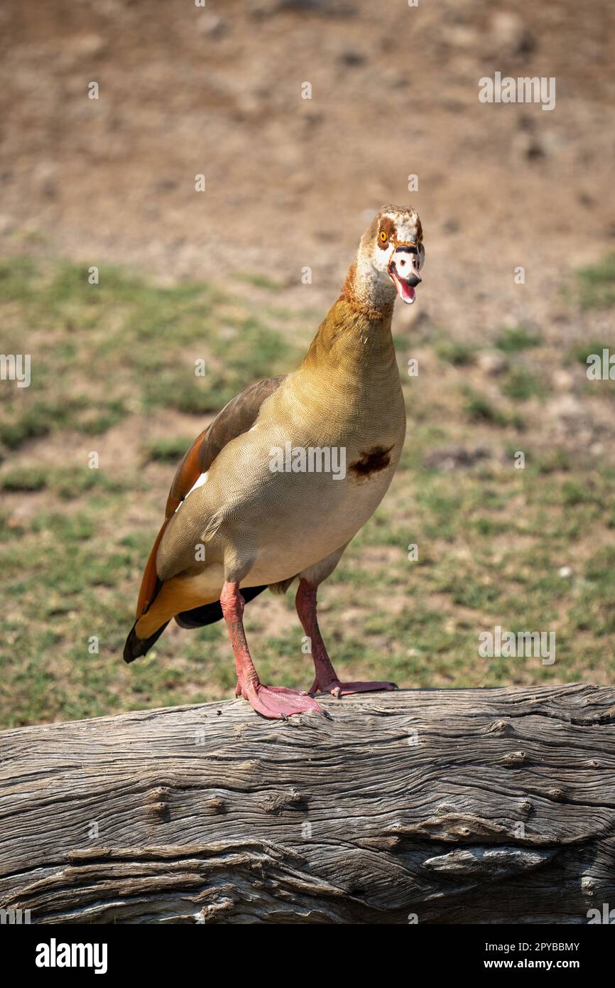 Inside Of A Goose Mouth