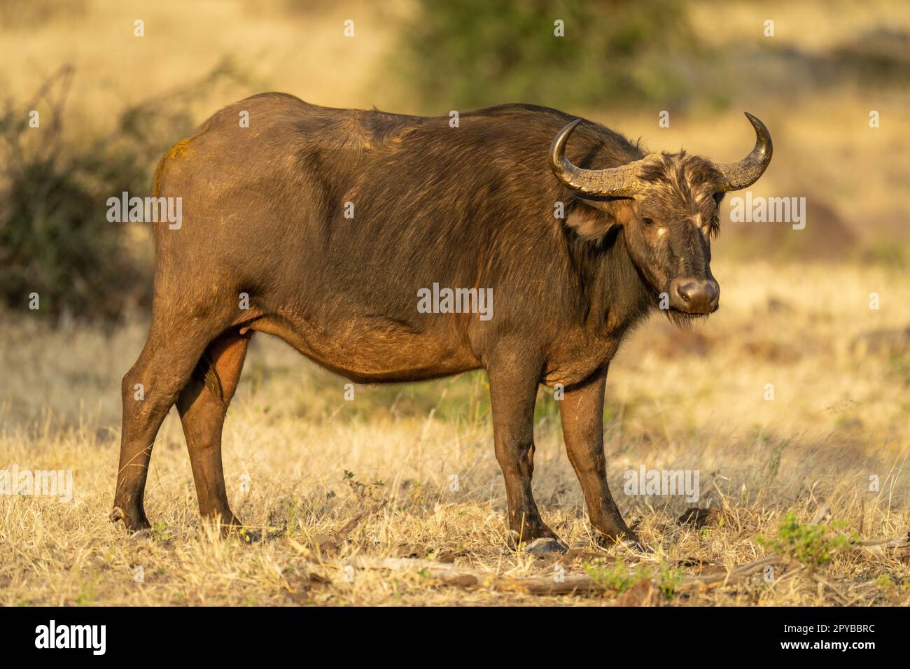 Female buffalo hi-res stock photography and images - Alamy