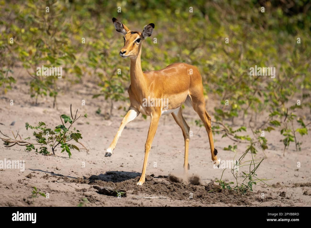 Female common impala races across sunny riverbank Stock Photo - Alamy
