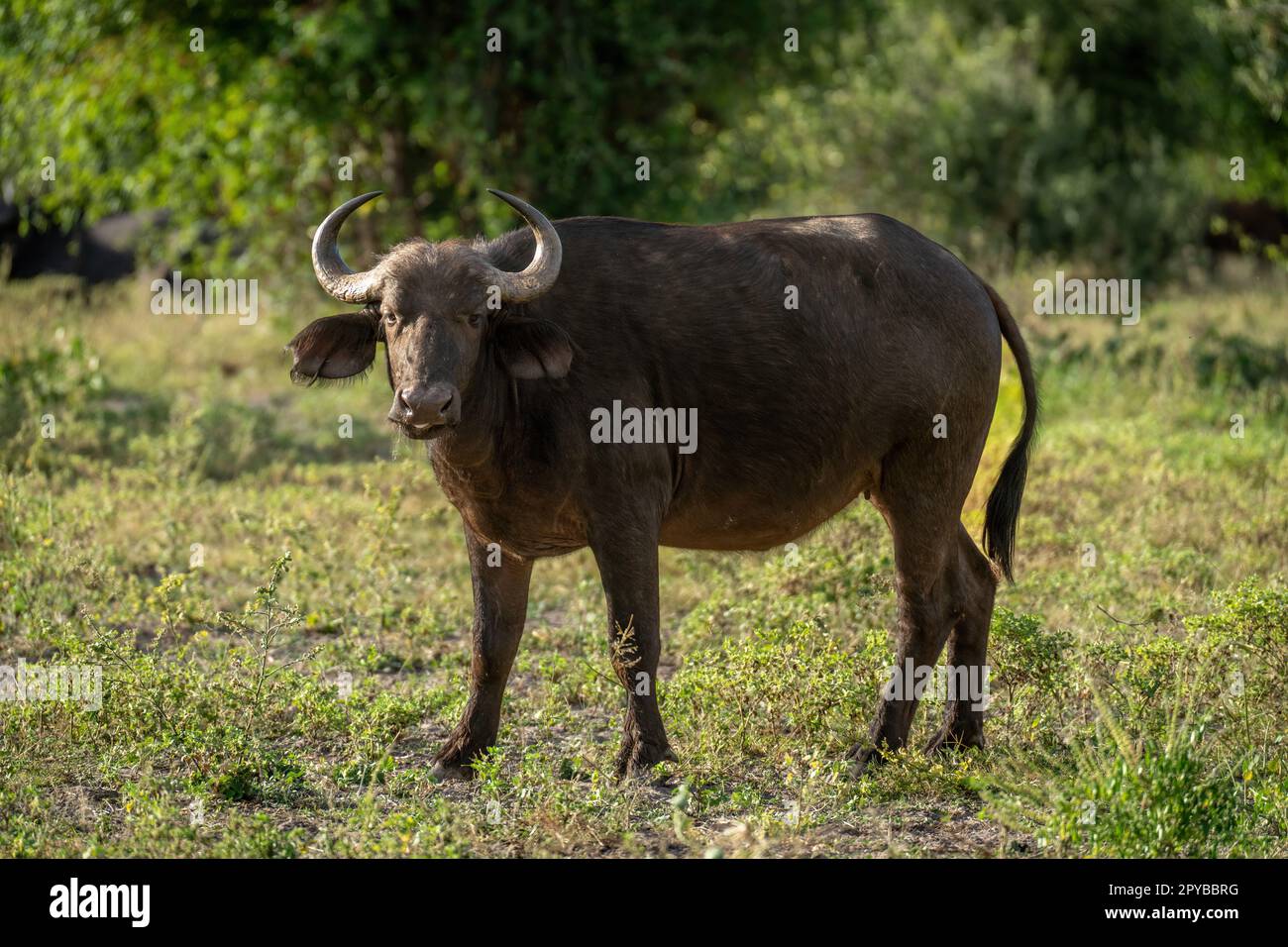 Female Cape buffalo stands staring into lens Stock Photo - Alamy