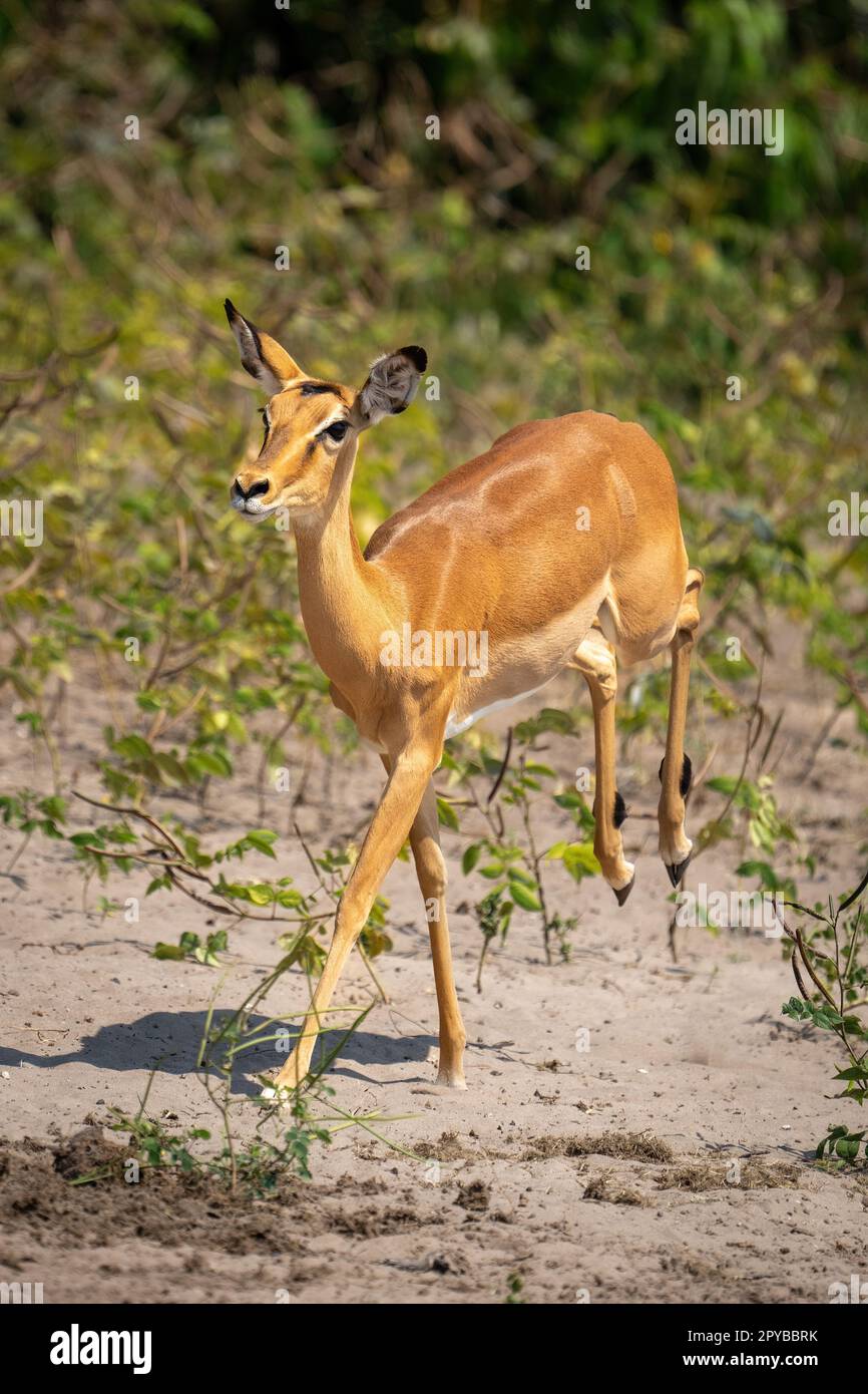 Female common impala runs across sandy riverbank Stock Photo - Alamy