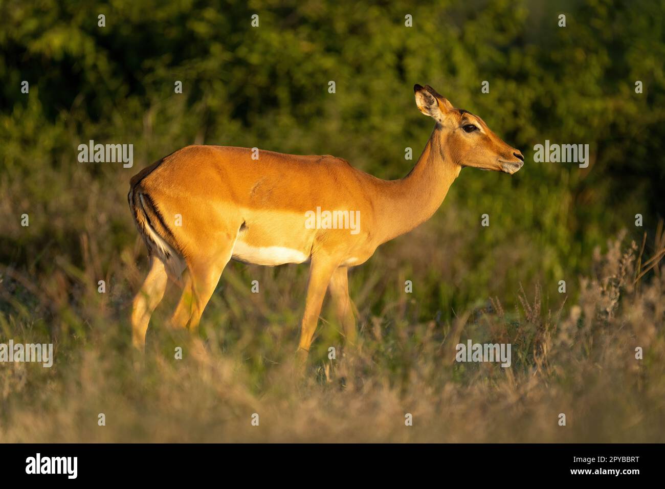 Female common impala stands in golden light Stock Photo - Alamy