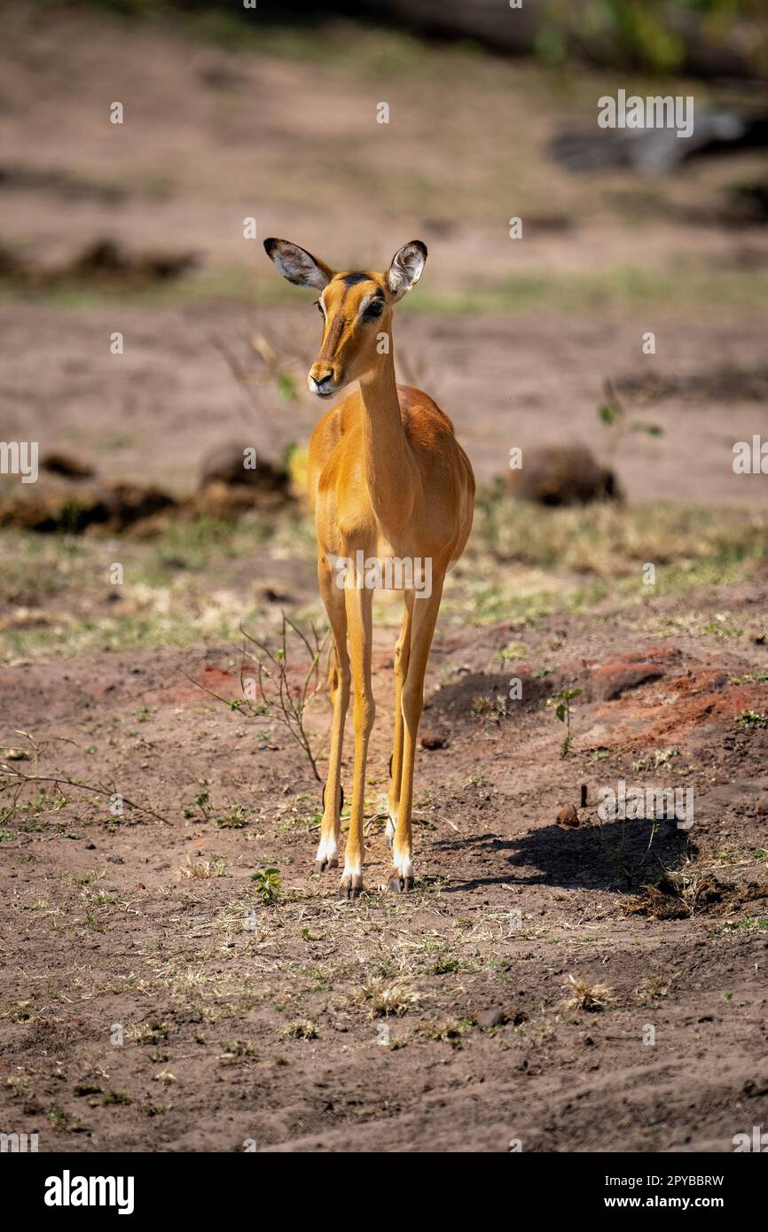 Female common impala stands looking at camera Stock Photo - Alamy
