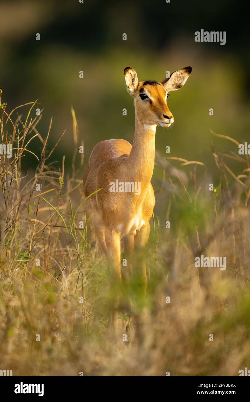 Female common impala stands in tall grass Stock Photo - Alamy