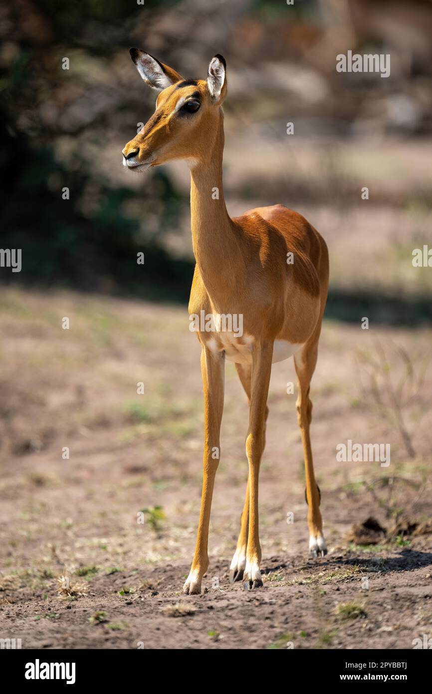 Female common impala stands sidelit watching camera Stock Photo - Alamy