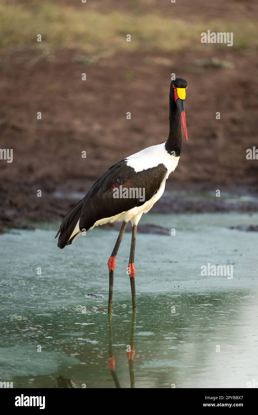 Female saddle-billed stork looking down in waterhole Stock Photo - Alamy