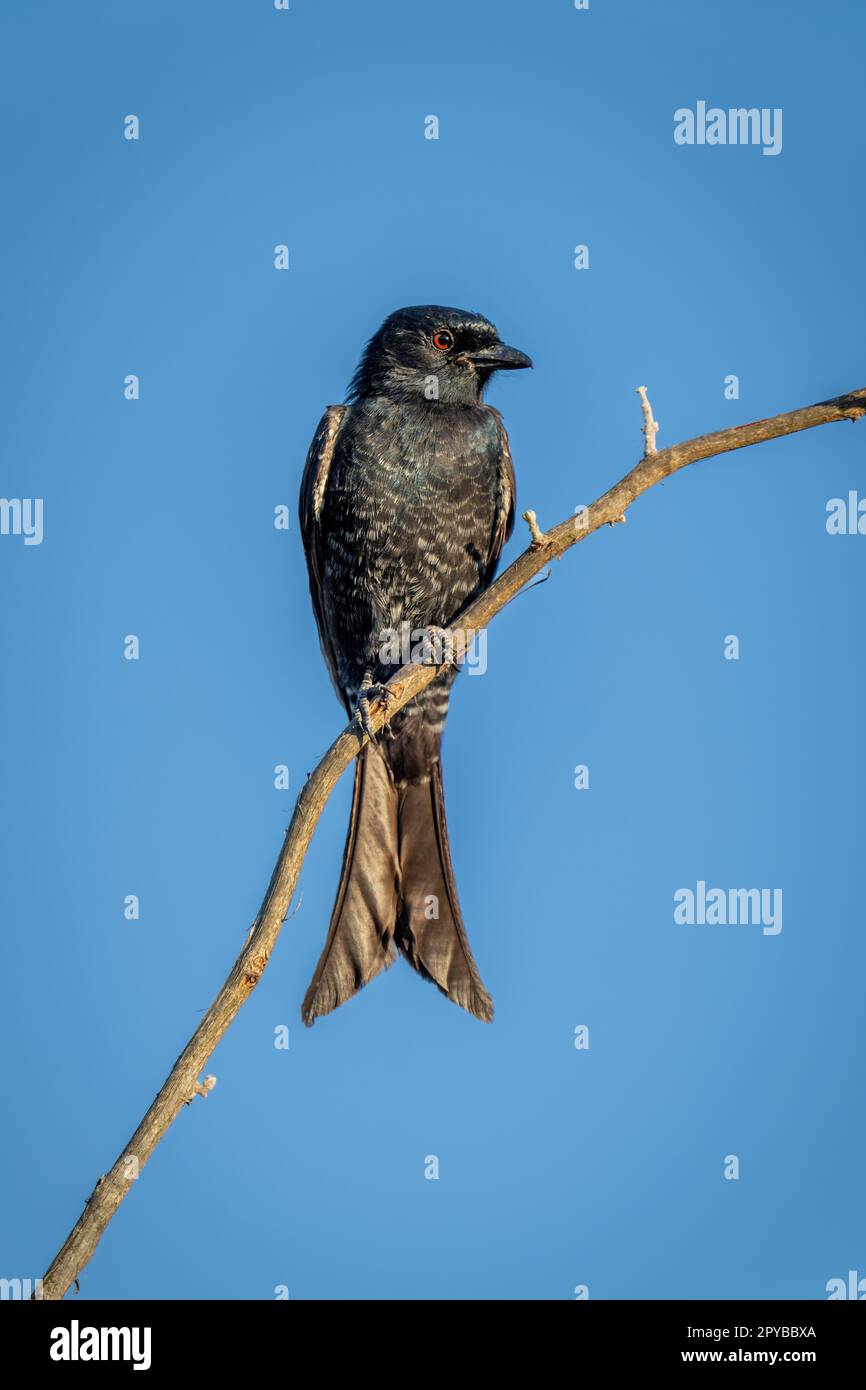 Fork-tailed drongo with catchlight perches watching camera Stock Photo ...