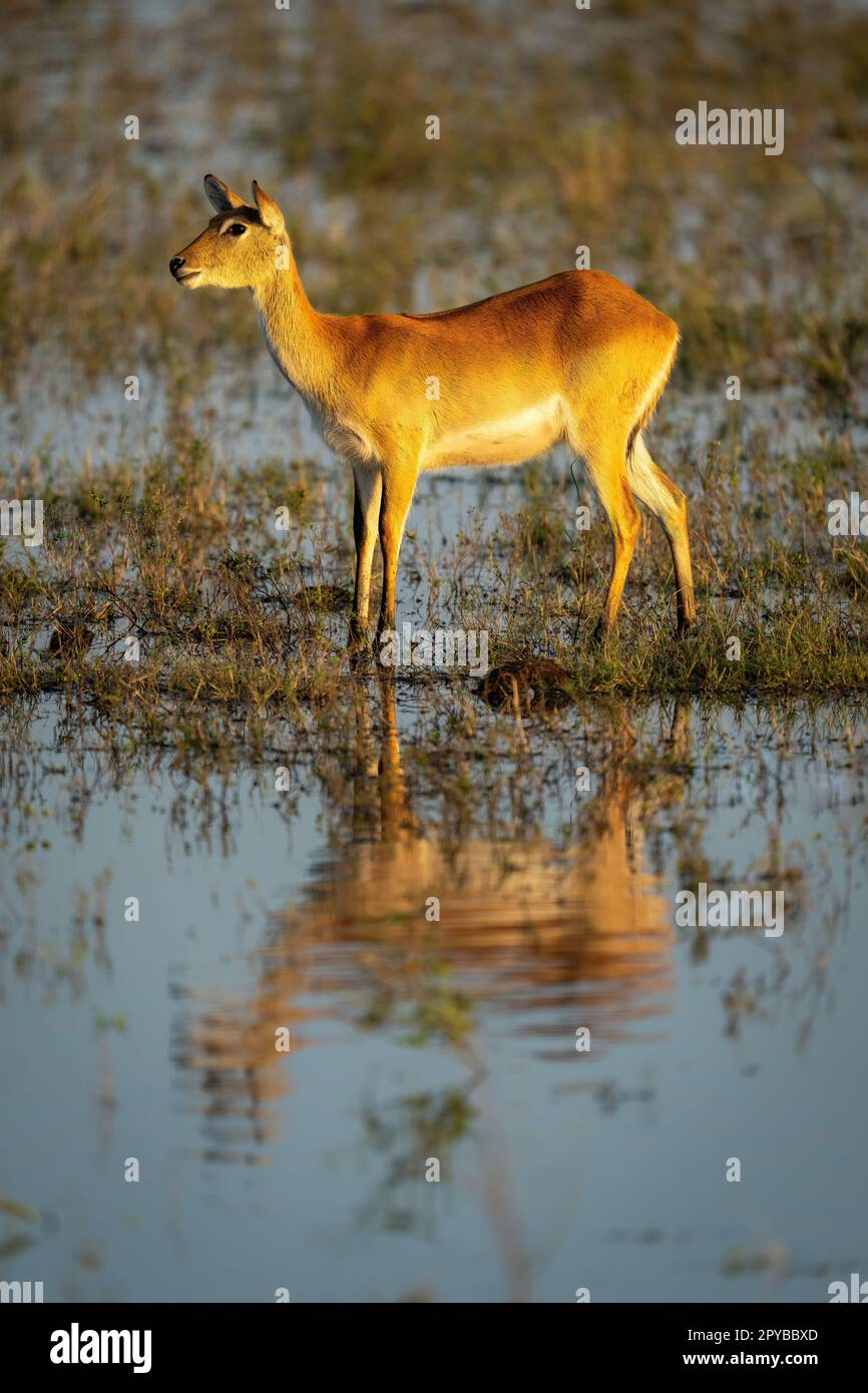 Red Lechwe Female Eating