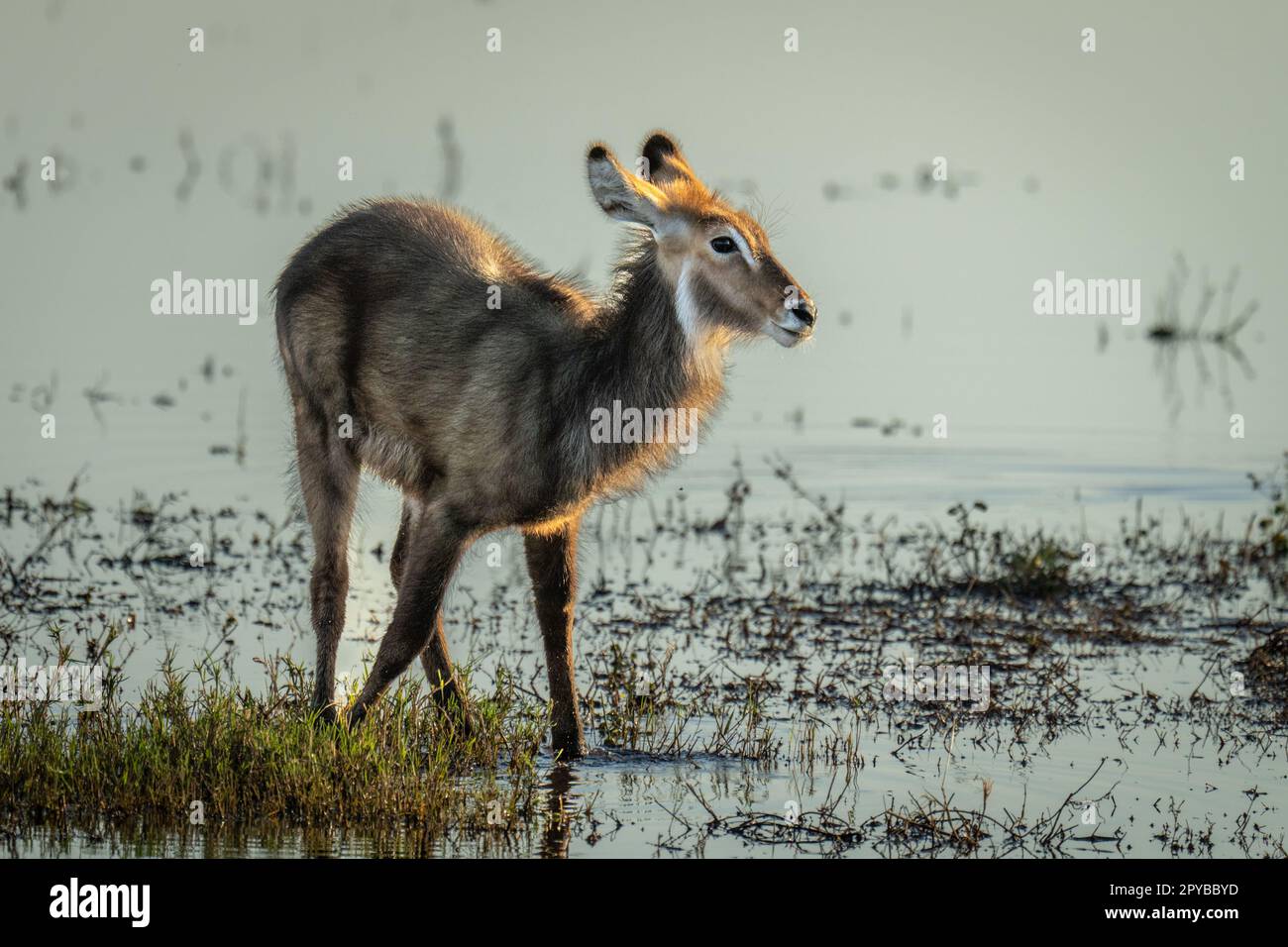 Female common waterbuck stands in shallow water Stock Photo - Alamy