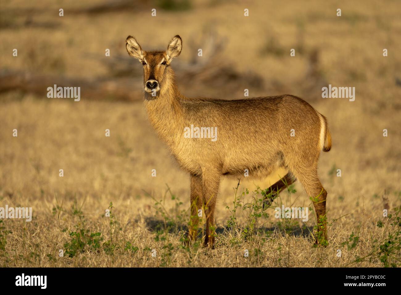 Female common waterbuck stands lifting rear foot Stock Photo - Alamy