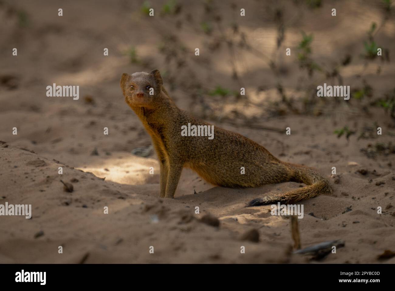 Common slender mongoose on track eyeing camera Stock Photo - Alamy