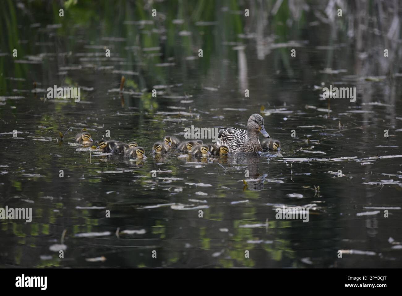 Female Mallard Duck (Anas platyrhynchos) Swimming Towards Camera with ...