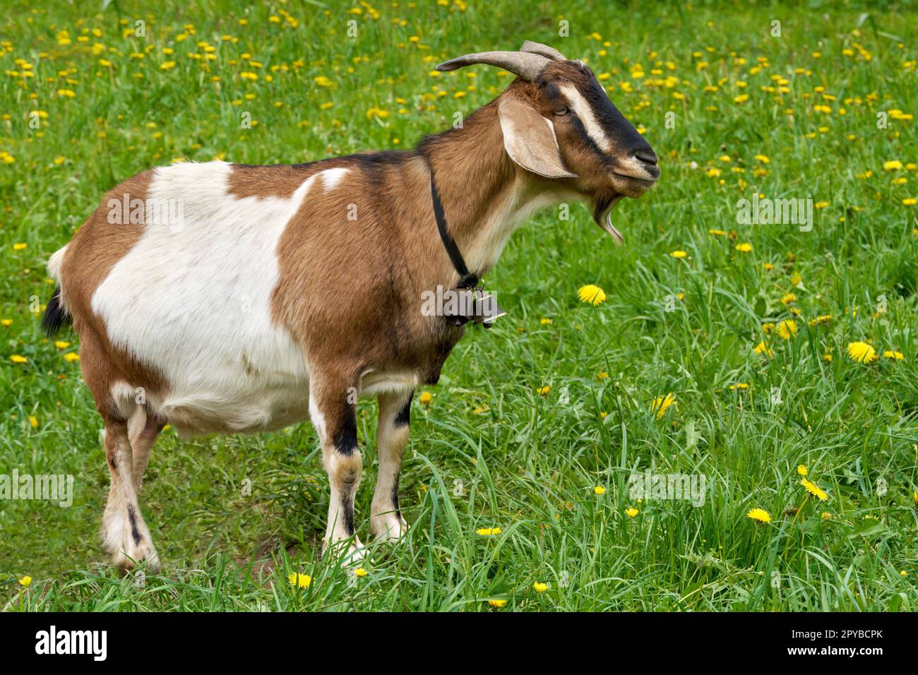 Brown-white goat with two small bells in side view on a meadow Stock ...