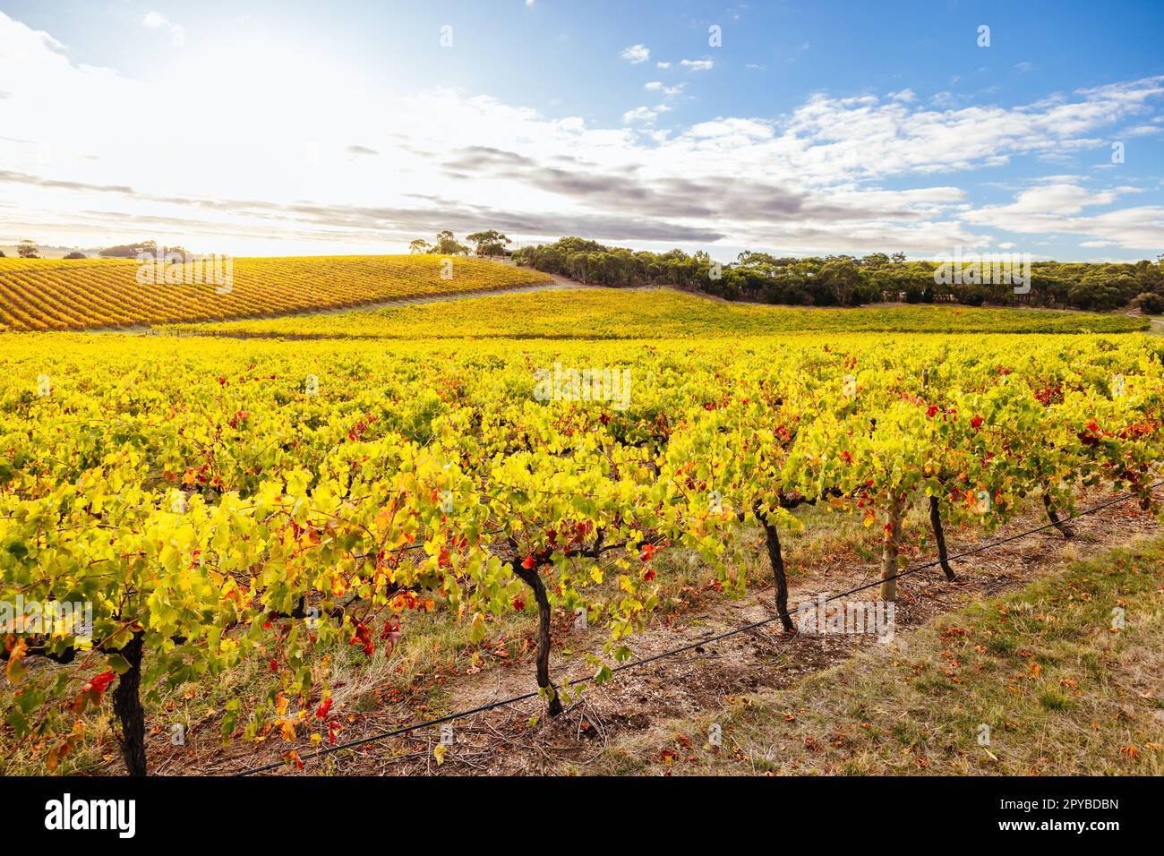 Mclaren Vale Wine Region Landscape in Australia Stock Photo - Alamy