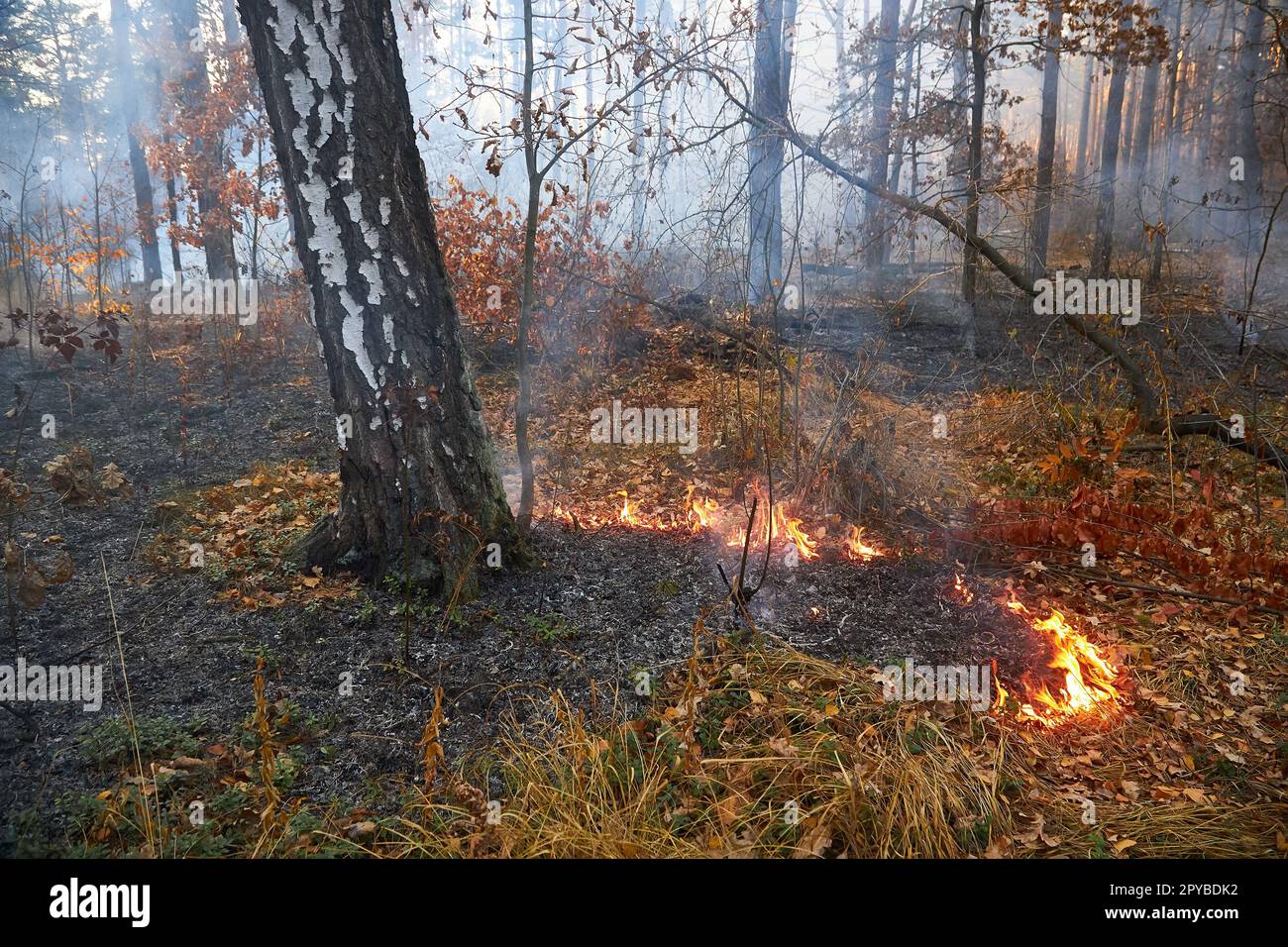 Forest fire burning, Wildfire close up at day time Stock Photo - Alamy