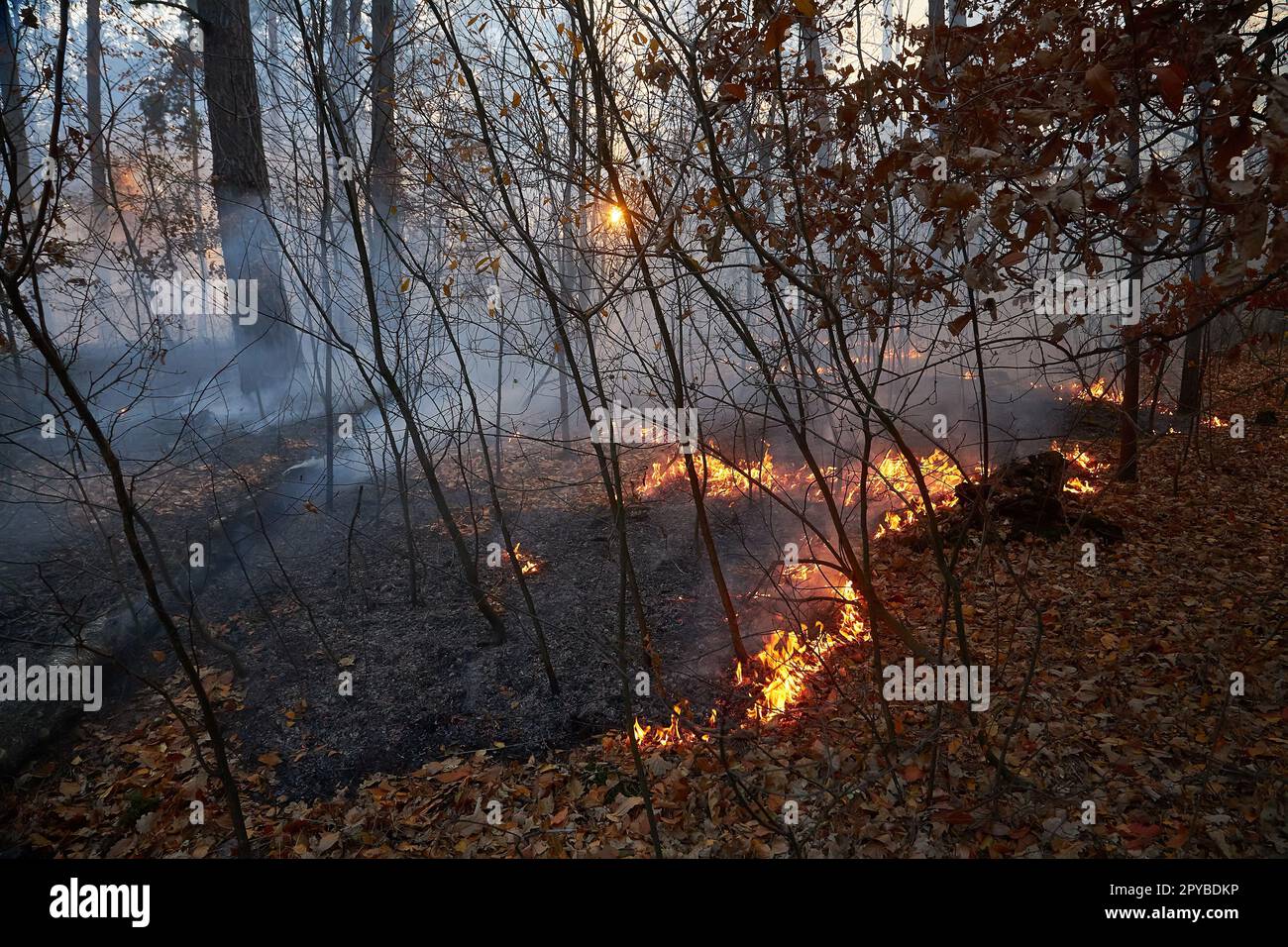 Forest fire burning, Wildfire close up at day time Stock Photo - Alamy