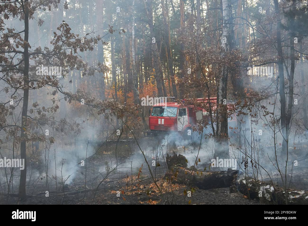 In the woods are burning. fire in the forest is very scary Stock Photo ...