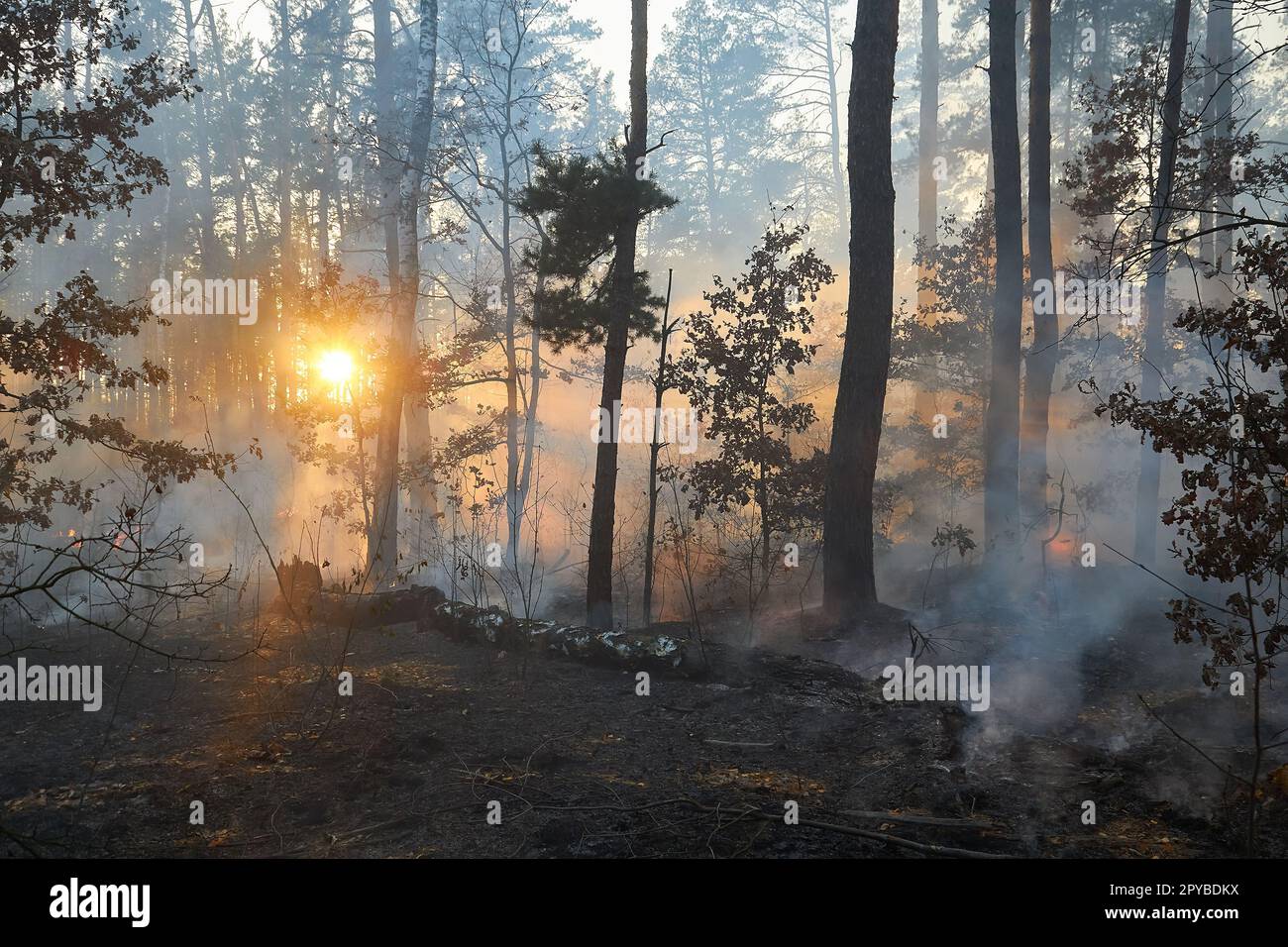 Forest fire. fallen tree is burned to the ground a lot of smoke when ...