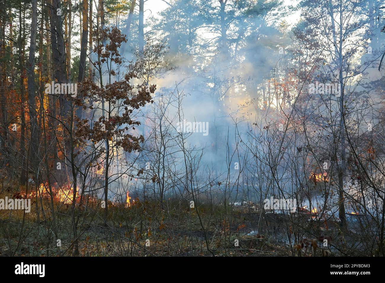 Forest fire. fallen tree is burned to the ground a lot of smoke when ...