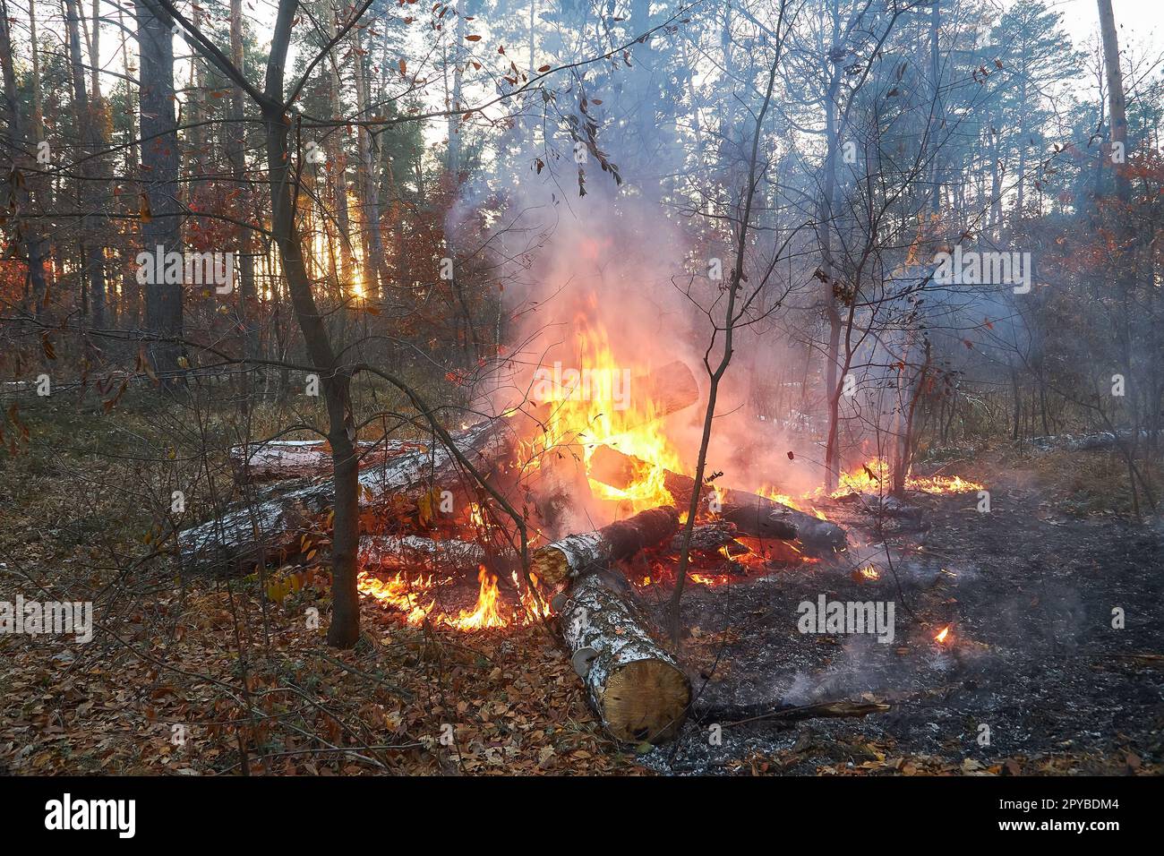 Forest fire. fallen tree is burned to the ground a lot of smoke when ...