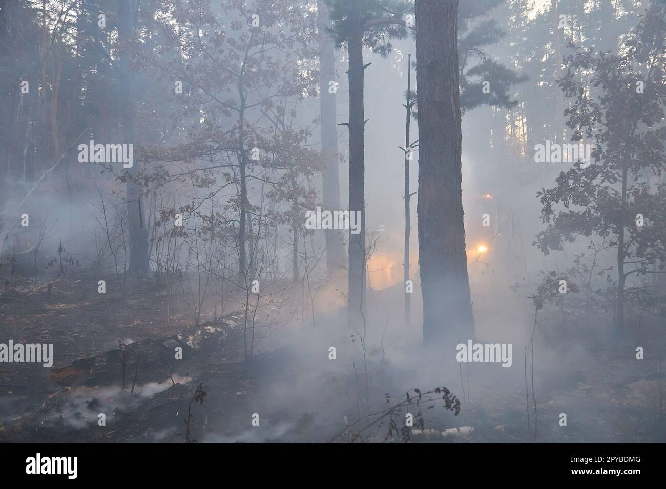 In the woods are burning. fire in the forest is very scary Stock Photo ...