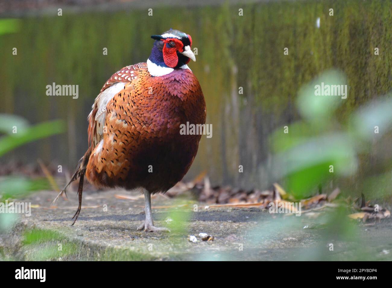 Portrait of a common pheasant at Hong Kong Park Stock Photo - Alamy