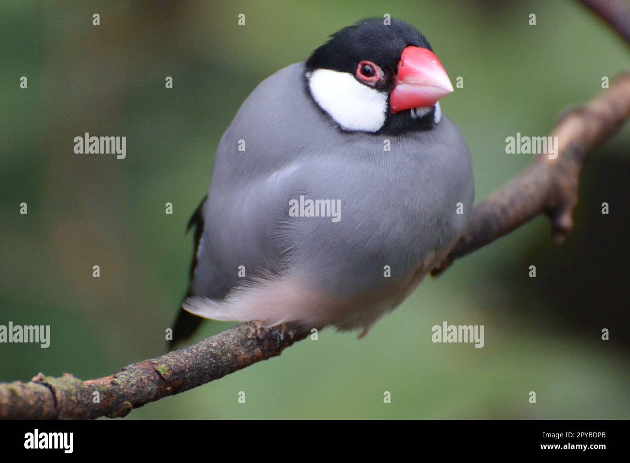Hong kong park aviary hi-res stock photography and images - Alamy