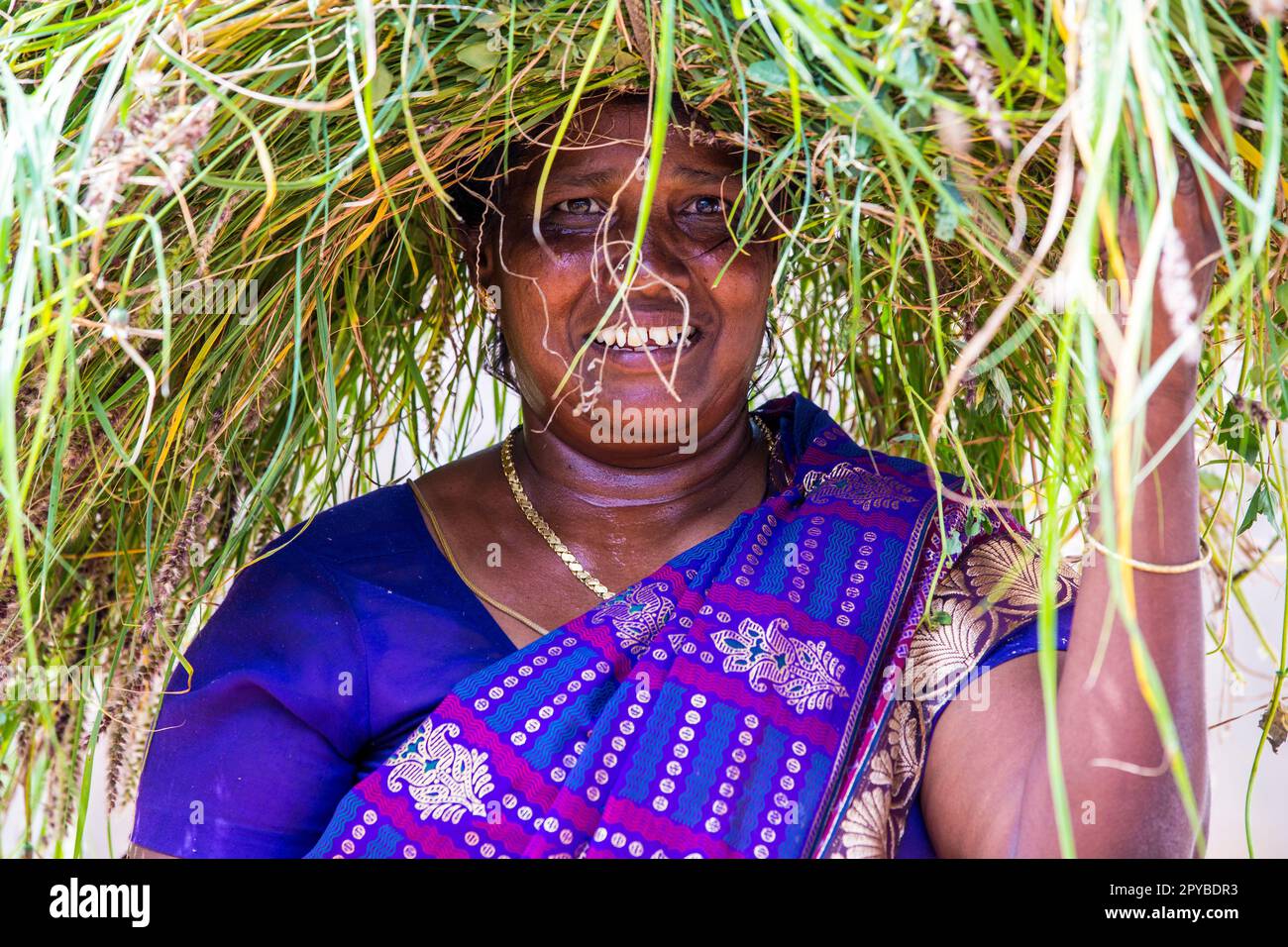 Girls at work in the field in India Stock Photo - Alamy