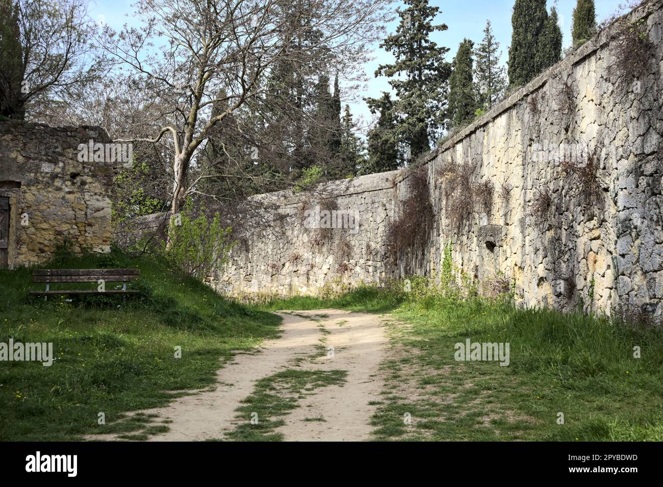 Tree arching on the bend of a dirt path bordered by a boundary wall in ...