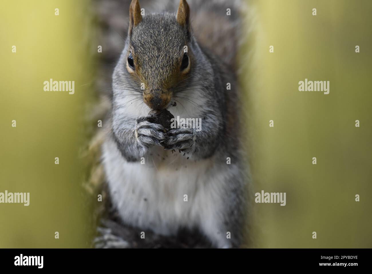 Front facing grey squirrel hi-res stock photography and images - Alamy
