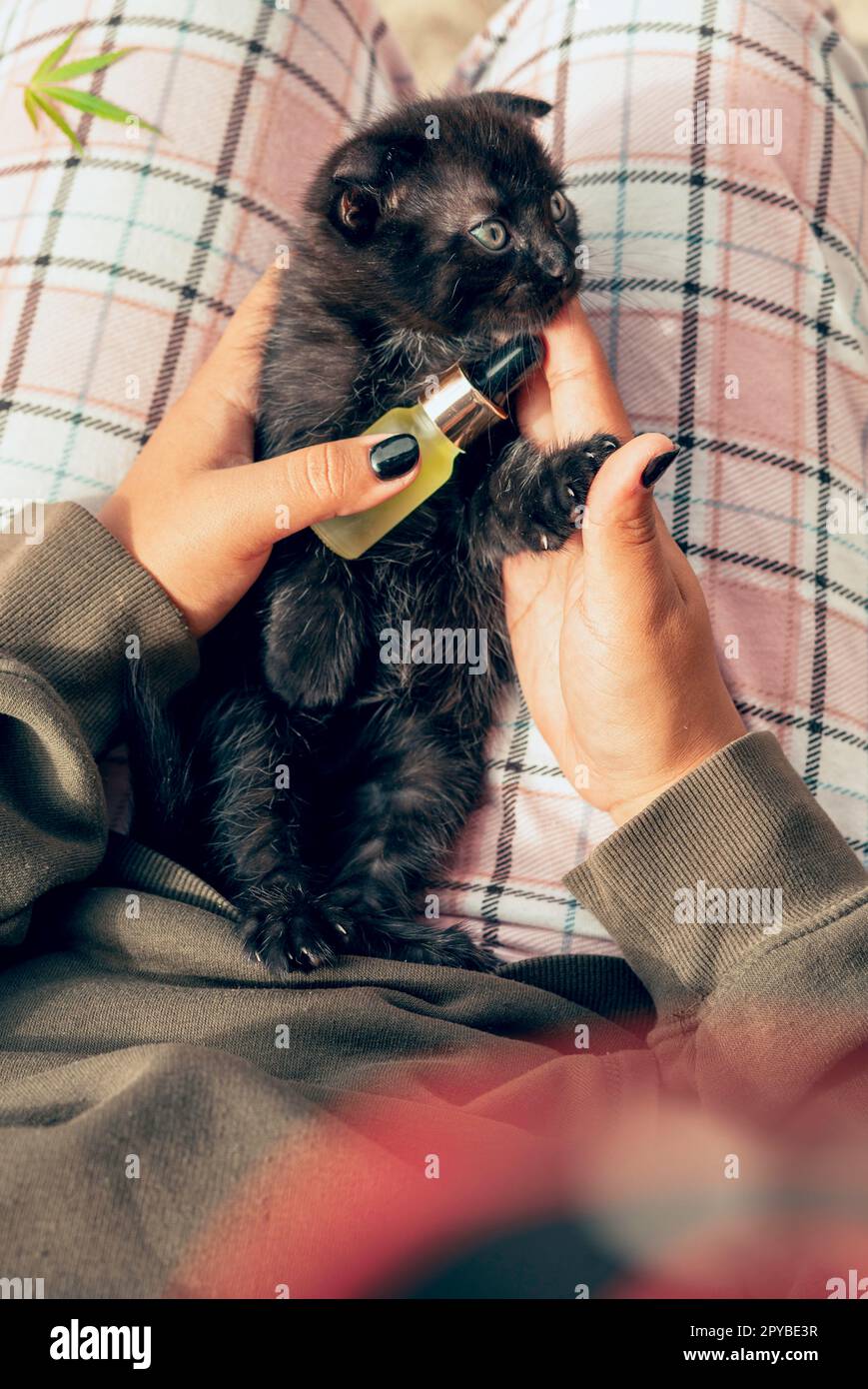Cat on hemp hi-res stock photography and images - Alamy