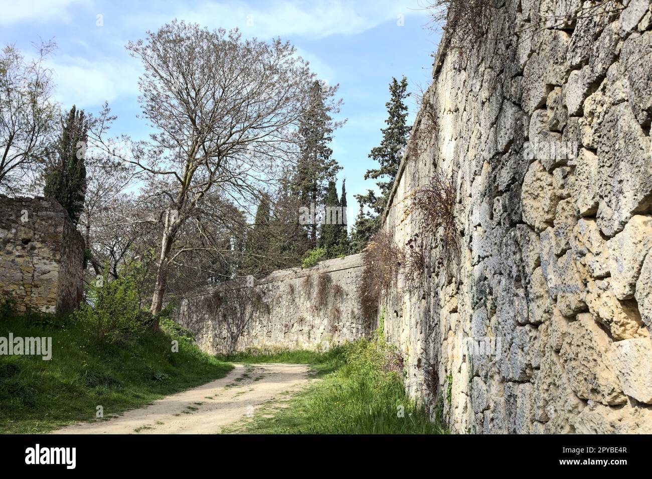 Tree arching on the bend of a dirt path bordered by a boundary wall in ...
