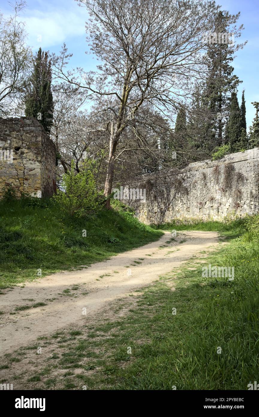 Tree arching on the bend of a dirt path bordered by a boundary wall in ...