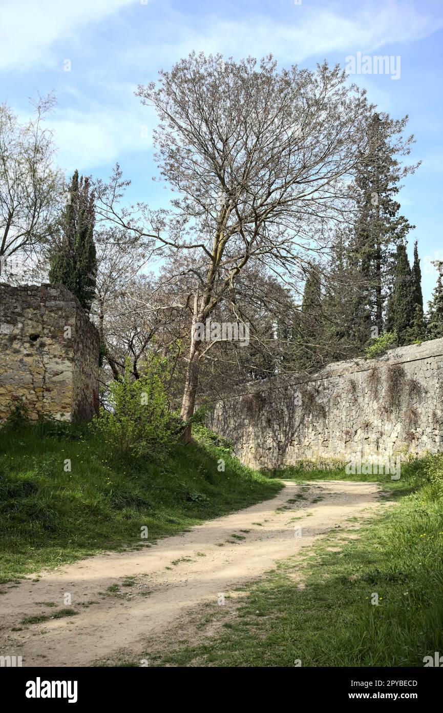 Tree arching on the bend of a dirt path bordered by a boundary wall in ...