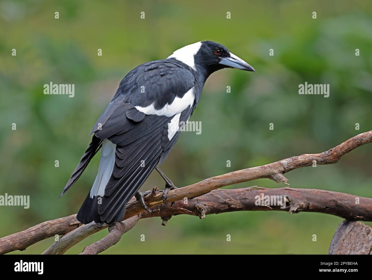 Australian Magpie (Gymnorhina tibicen) adult perched on fallen branch ...