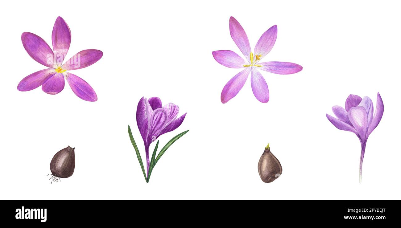 Watercolor set of blooming crocuses, bulbs isolated on white background ...