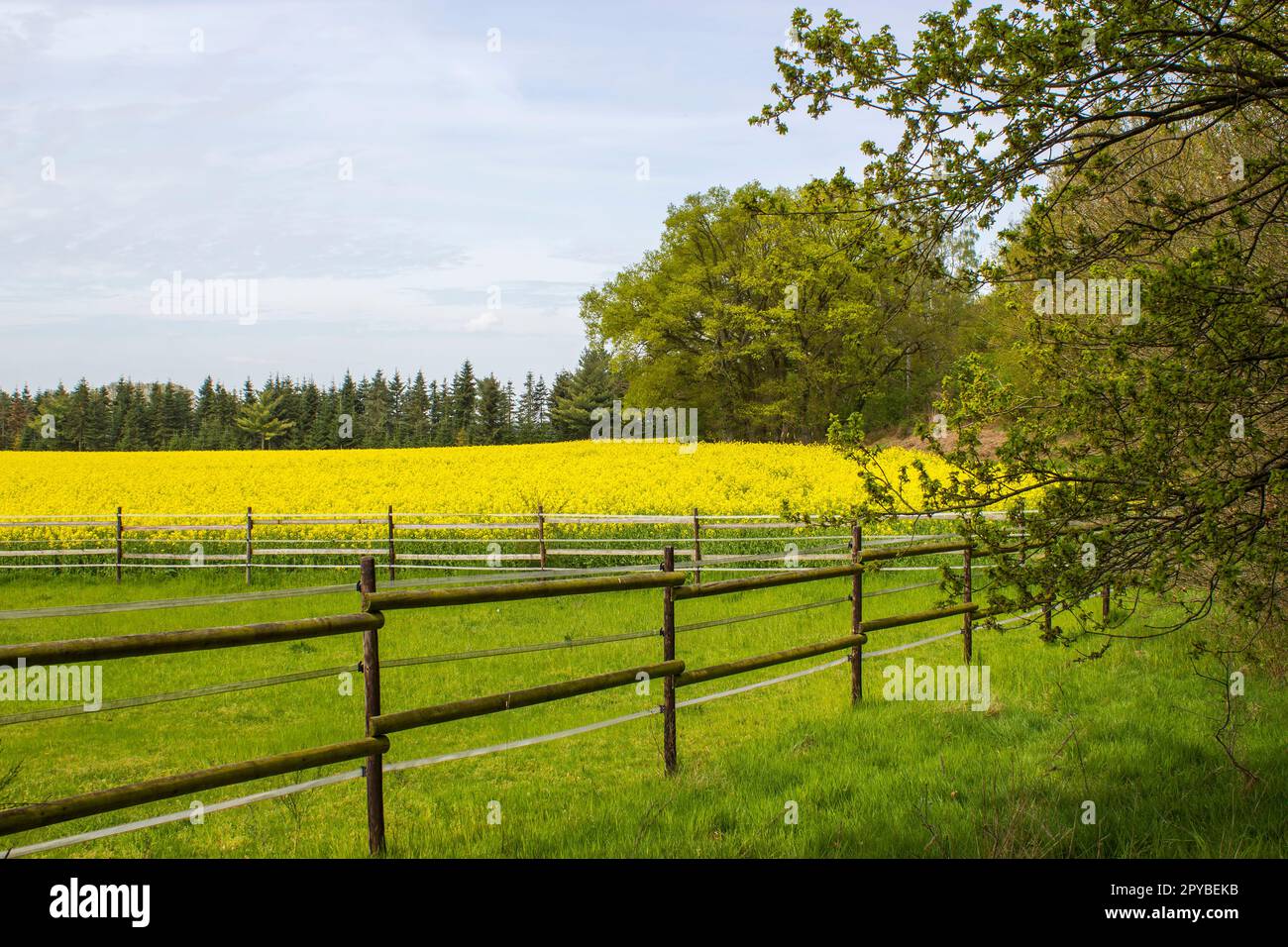 Landscape with canola fields in spring, bright and clear light, spring ...