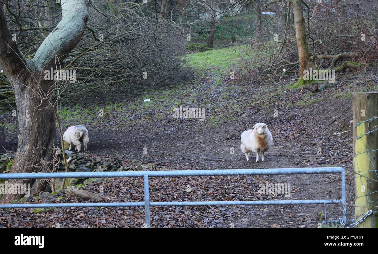 Sheep grazing in a Welsh village Capelulo Stock Photo - Alamy