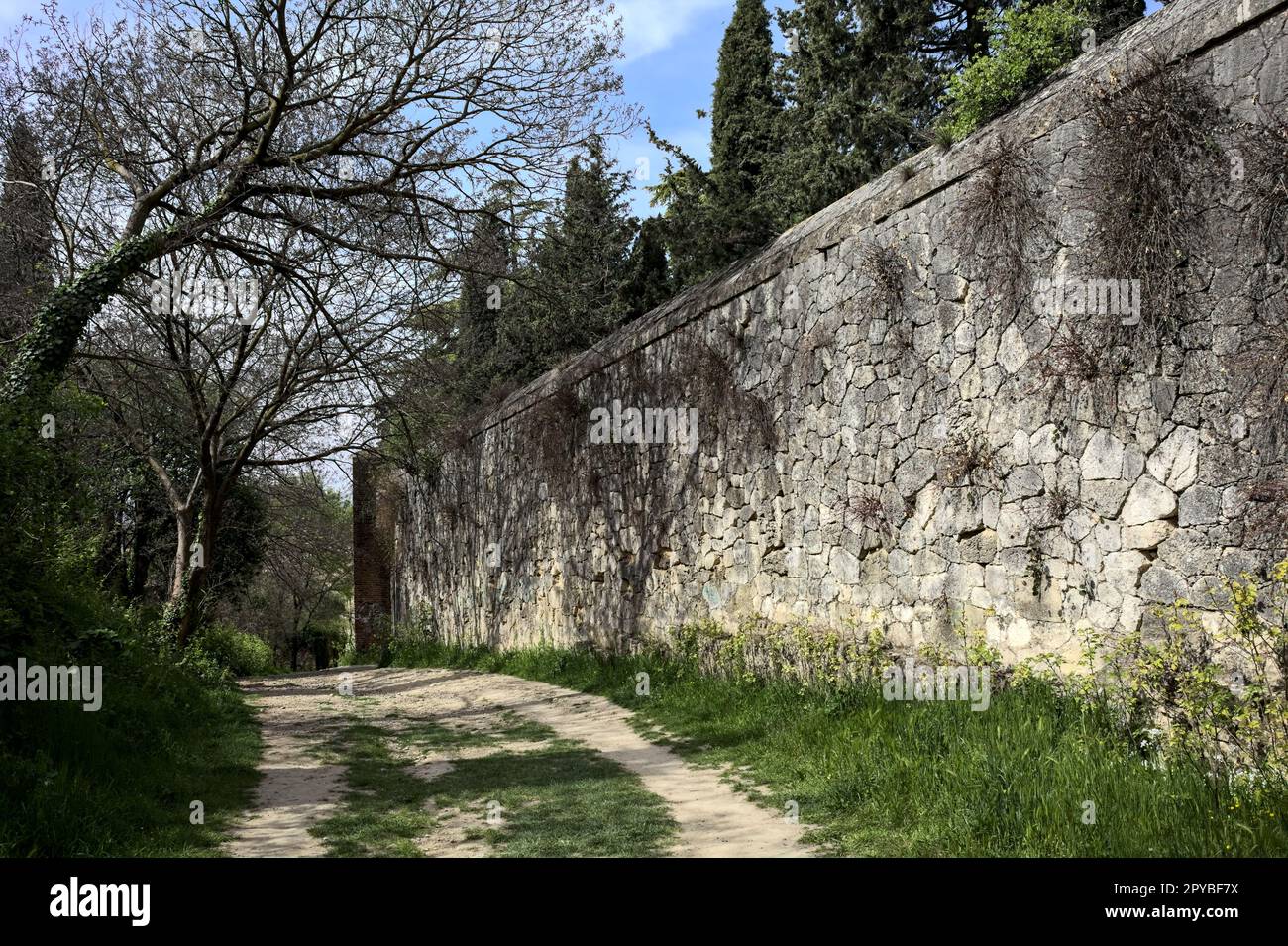 Tree arching on the bend of a dirt path bordered by a boundary wall in ...