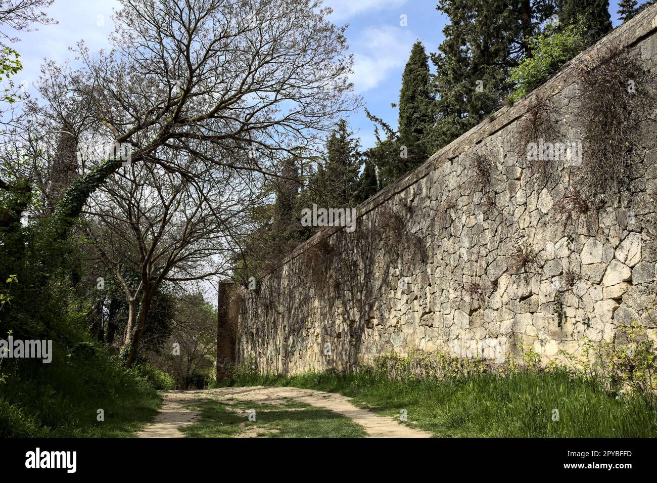 Tree arching on the bend of a dirt path bordered by a boundary wall in ...