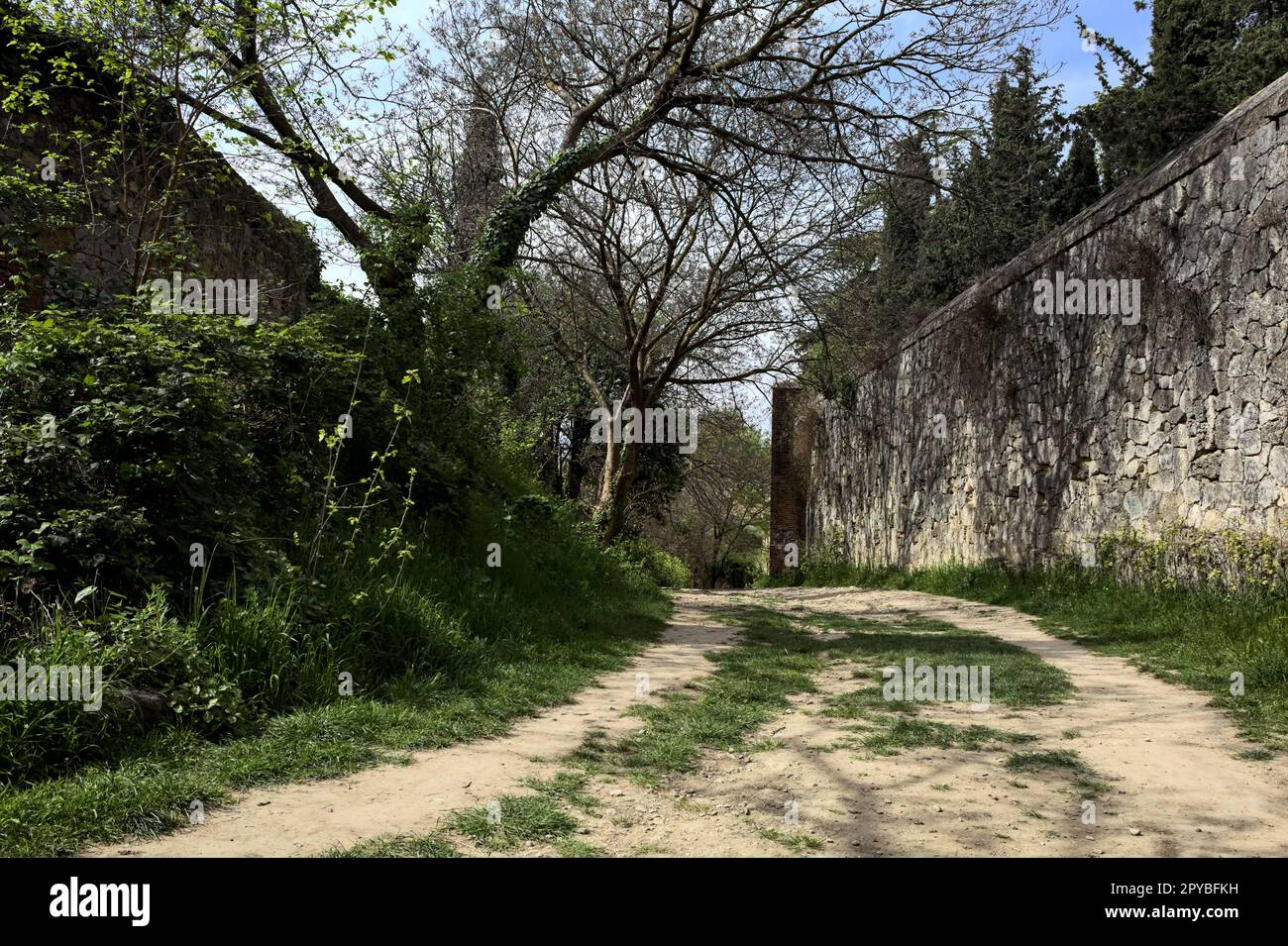 Tree arching on the bend of a dirt path bordered by a boundary wall in ...