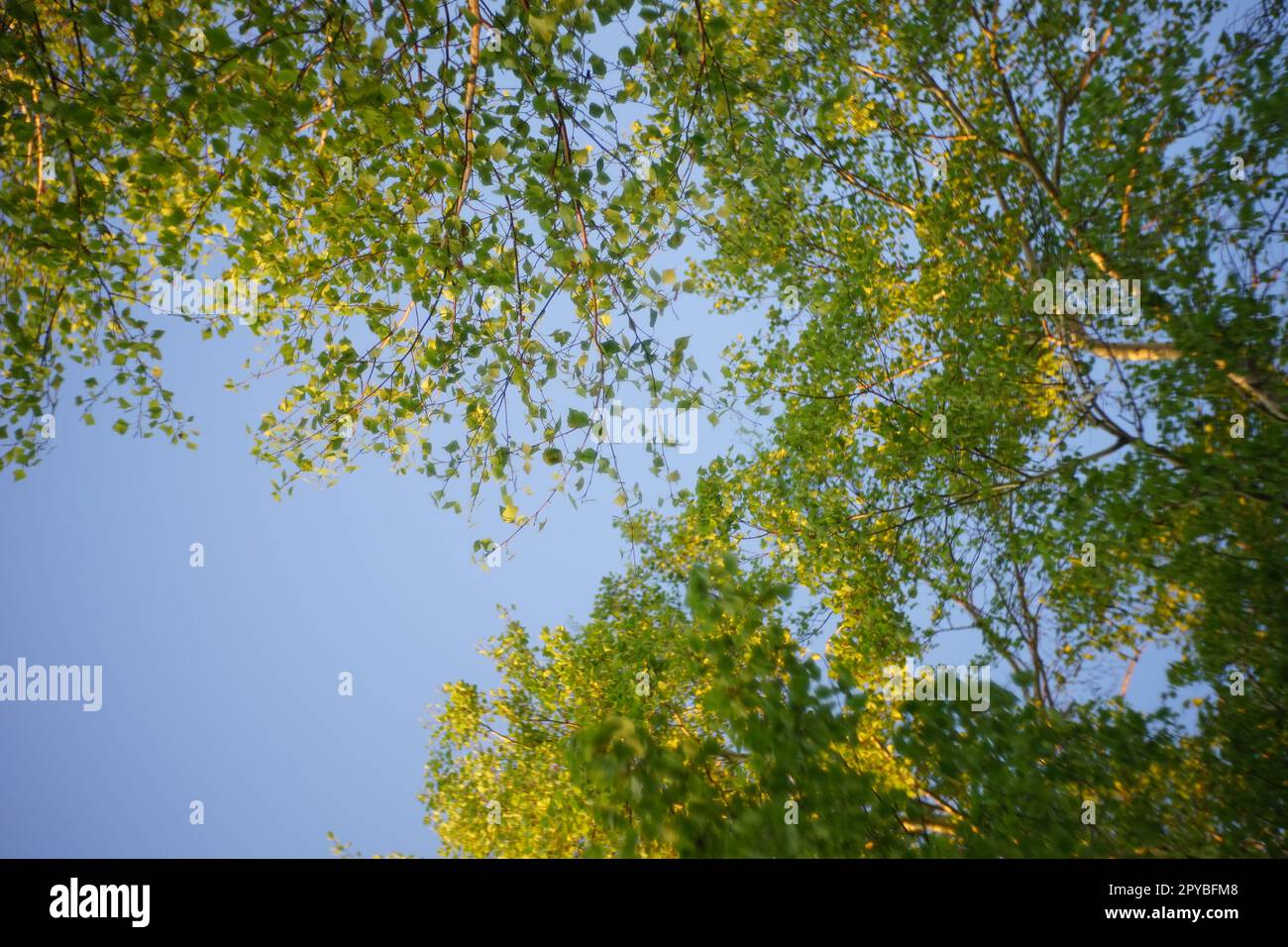 Top of birch trees with fresh green leaves on the branches, natural ...