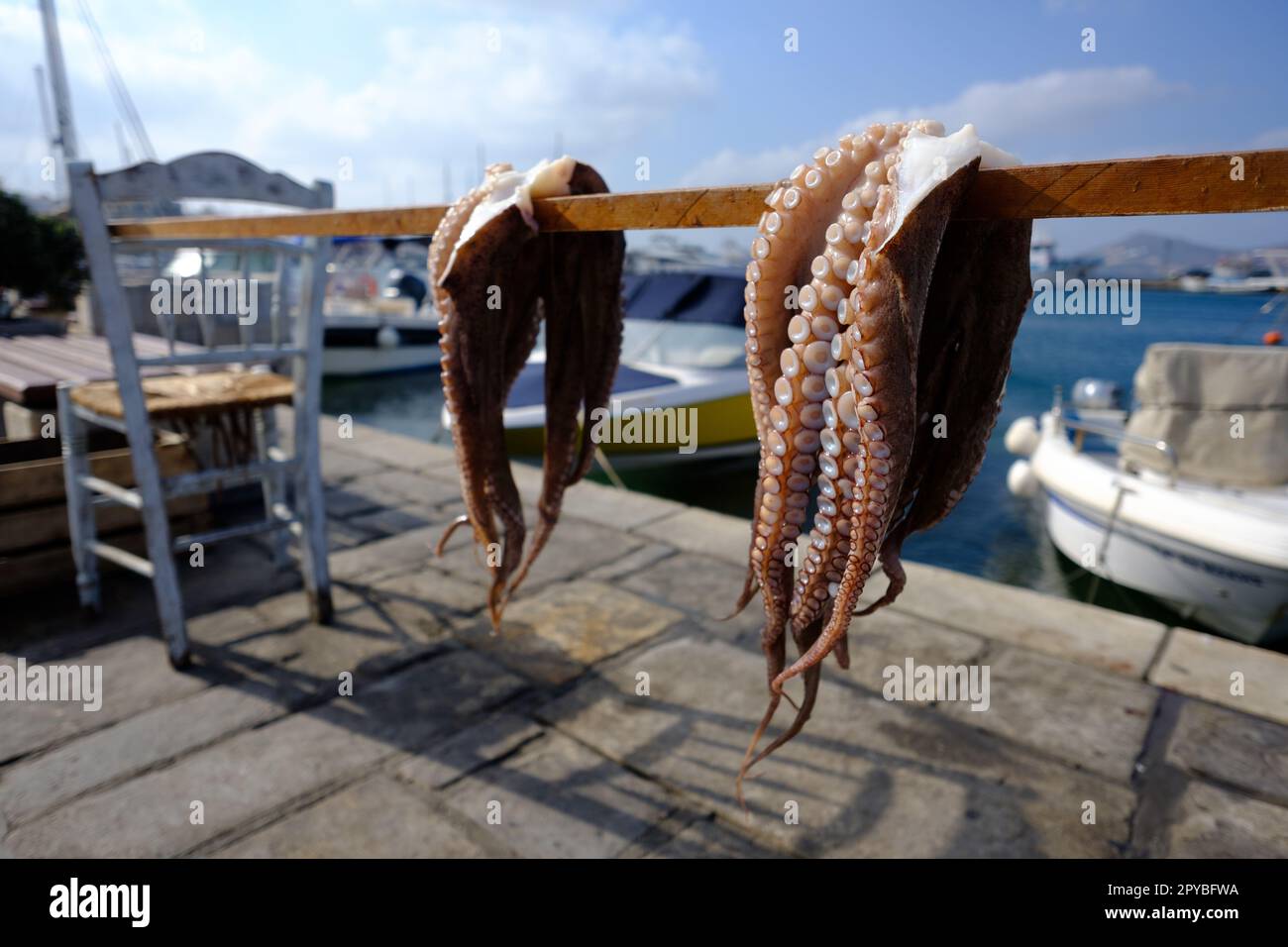 Octopus drying in the sun by harbour Stock Photo - Alamy