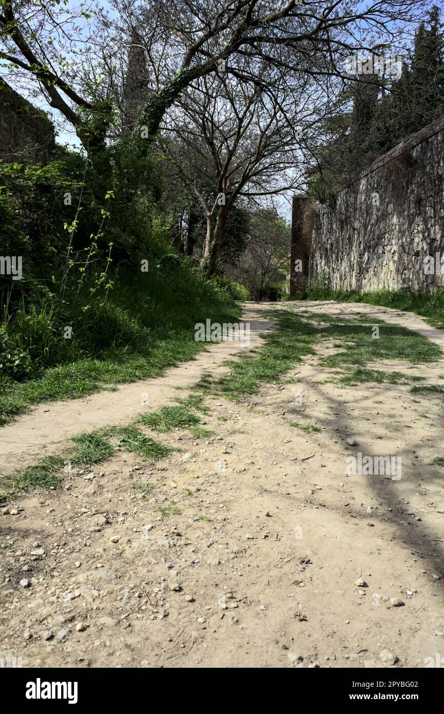 Tree arching on the bend of a dirt path bordered by a boundary wall in ...