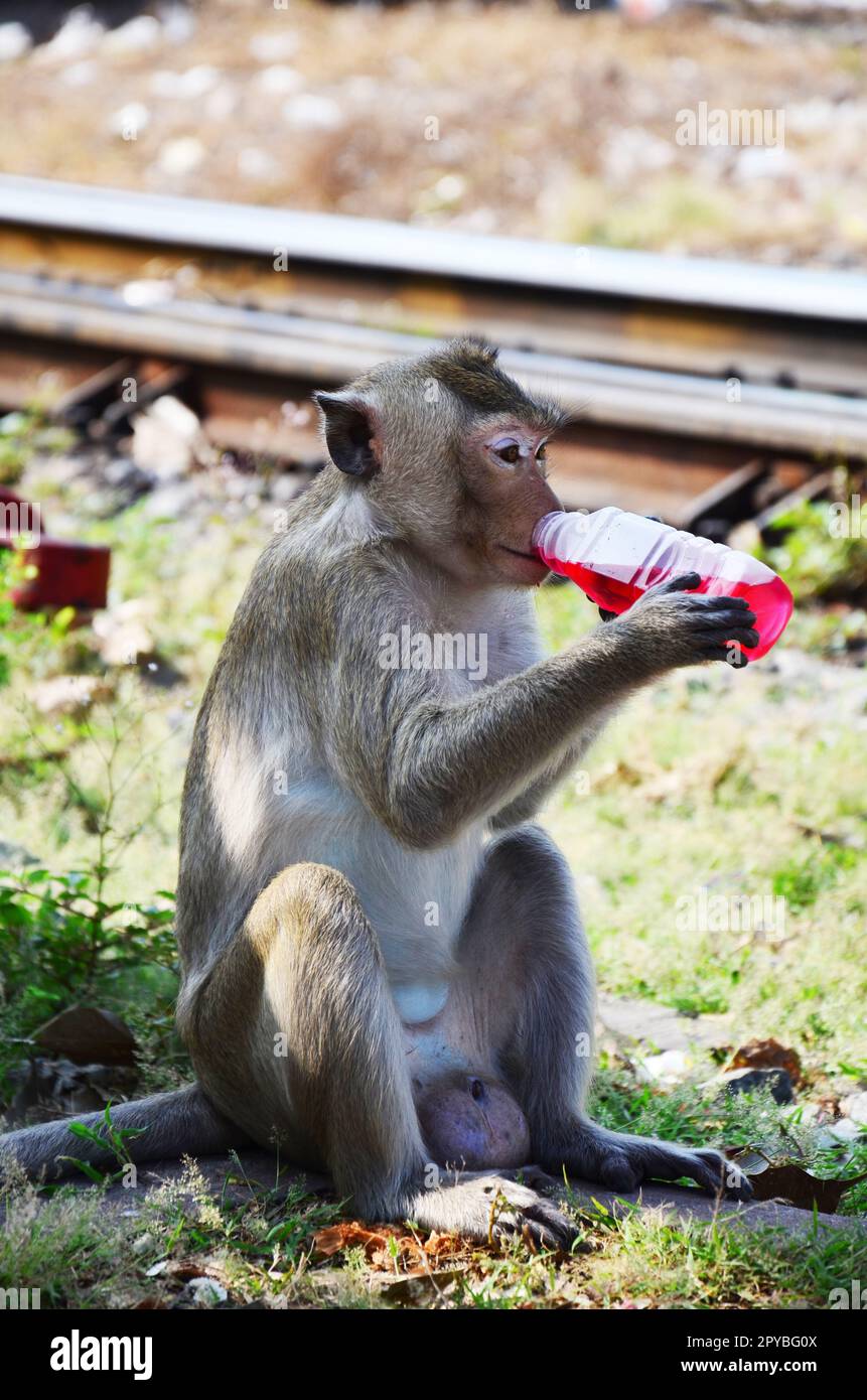 Life animals monkeys family playing eat drink and rest relax on floor ...